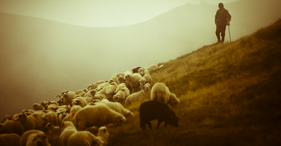 Leading and feeding the church – how are they related?